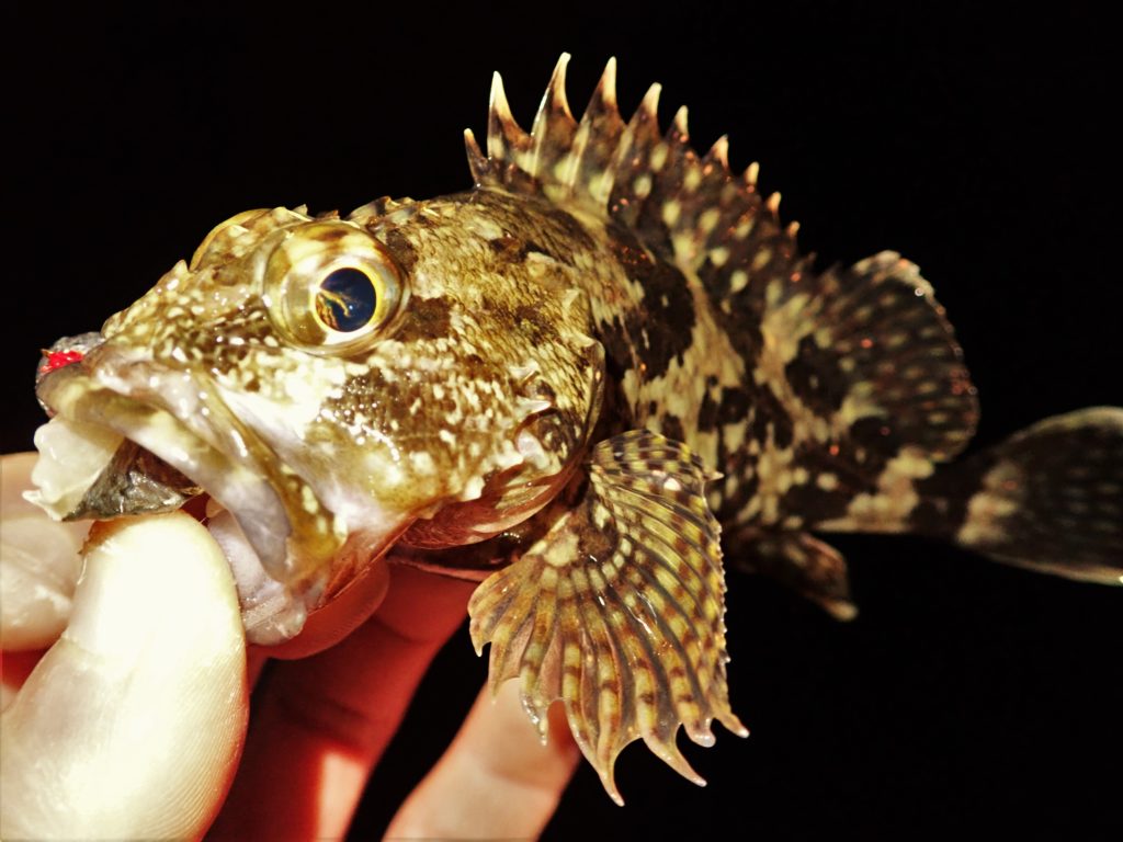 清水港周辺カサゴ釣り 軽量ブラクリで岸壁沿いを攻略！ | まるなか大衆鮮魚