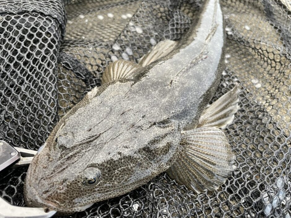 マゴチ釣りの時期・時間帯選びの基本を徹底解説！ | まるなか大衆鮮魚