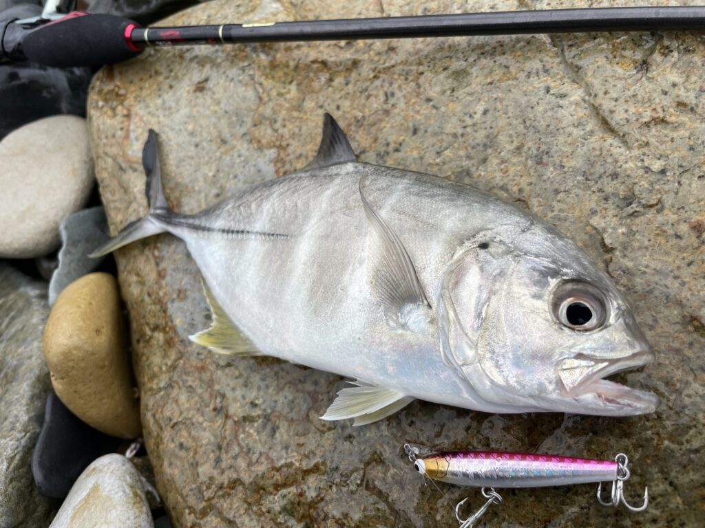 ダイワ 22月下美人EXを徹底インプレ！【68L-T・Q】 | まるなか大衆鮮魚