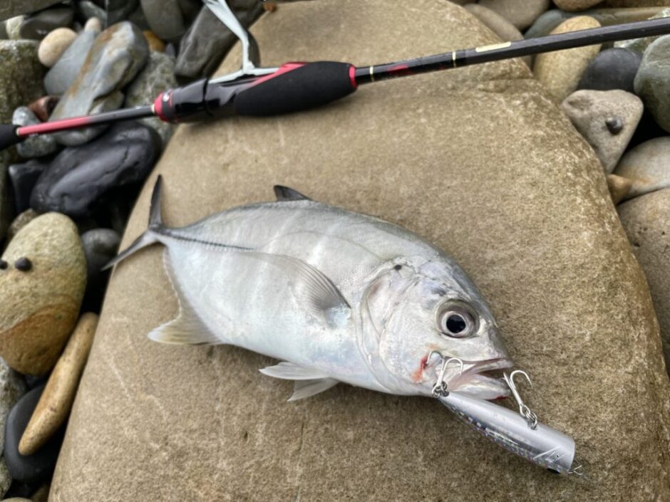 ダイワ 22月下美人EXを徹底インプレ！【68L-T・Q】 | まるなか大衆鮮魚