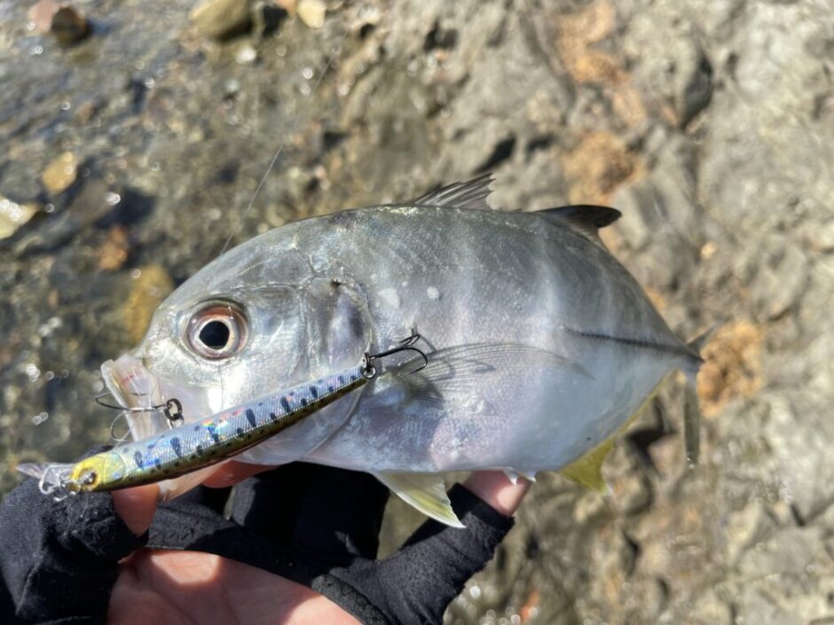 ダイワ 22月下美人EXを徹底インプレ！【68L-T・Q】 | まるなか大衆鮮魚