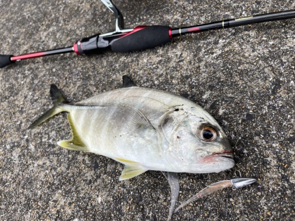 ダイワ 22月下美人EXを徹底インプレ！【68L-T・Q】 | まるなか大衆鮮魚