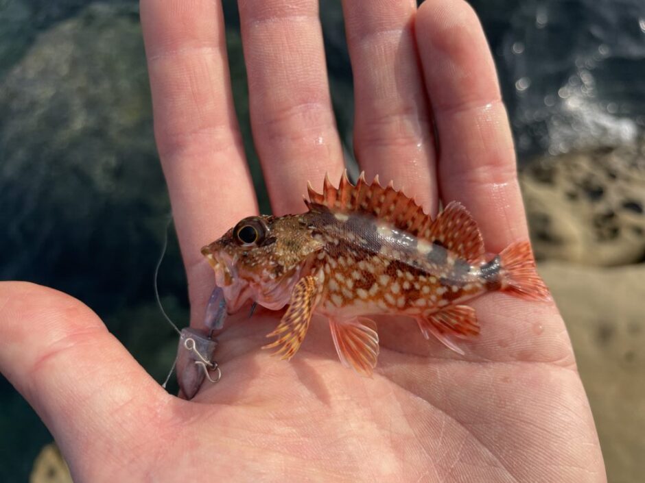 3月27日更新分 地磯のメバリング開拓釣行 | まるなか大衆鮮魚