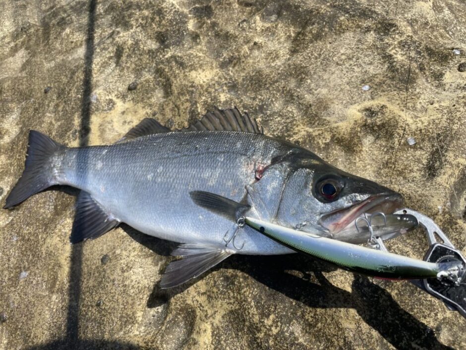 【シーバス・ヒラスズキなどに】タックルハウス M148を徹底インプレッション！ | まるなか大衆鮮魚