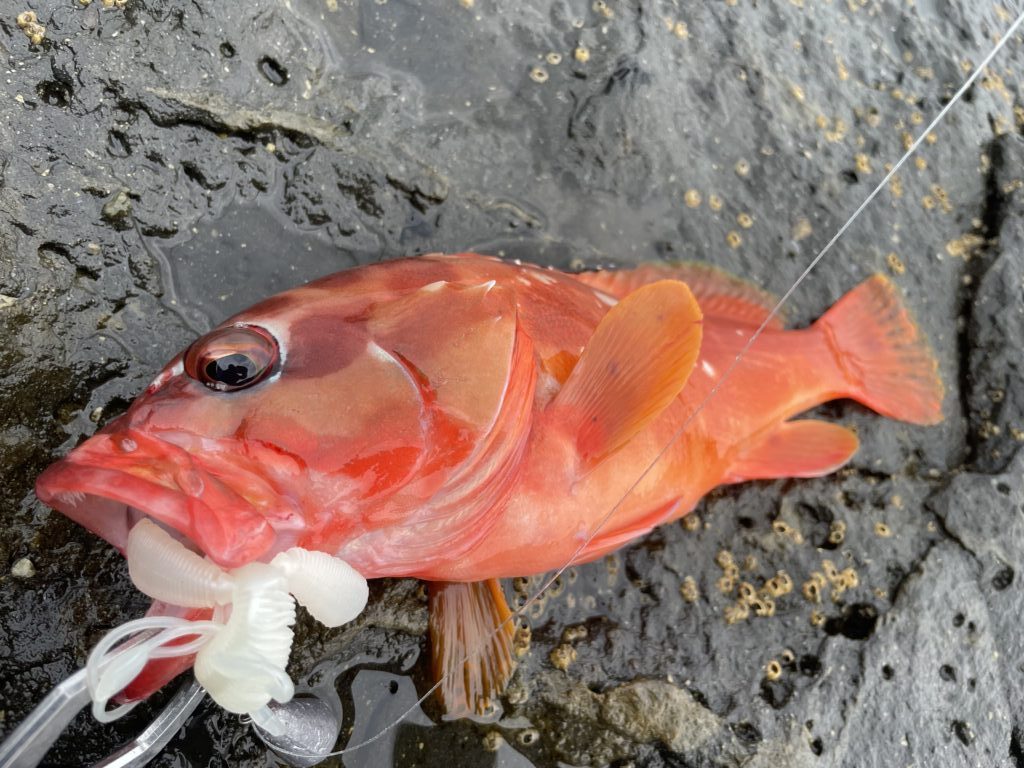 ダイワ HRF KJホッグを徹底インプレ！ | まるなか大衆鮮魚