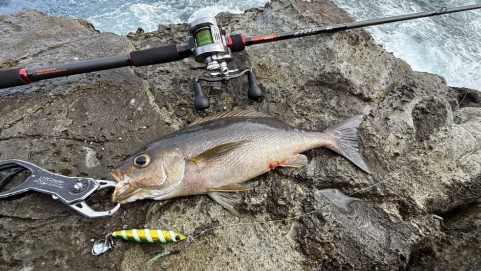 ダイワ HRF SX GRハタモデル酷使徹底インプレ | まるなか大衆鮮魚